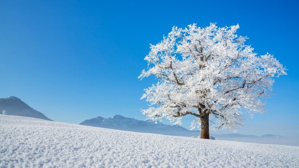 Снежное дерево картинки 50 фото